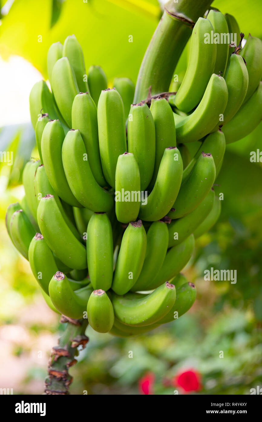 Hanging fruit bunch hi-res stock photography and images - Alamy