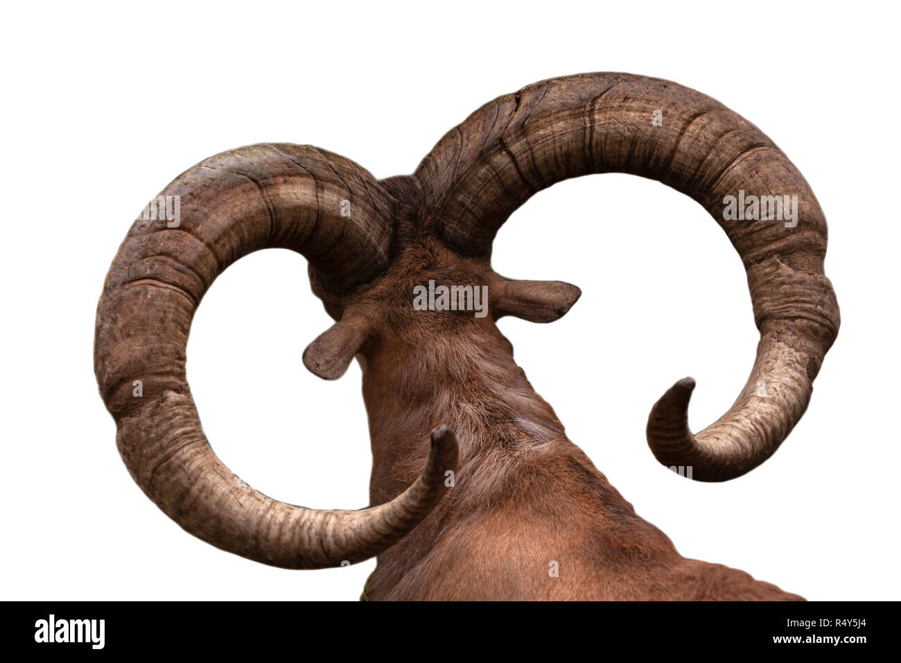 Goat with big horns isolated on white background Stock Photo - Alamy