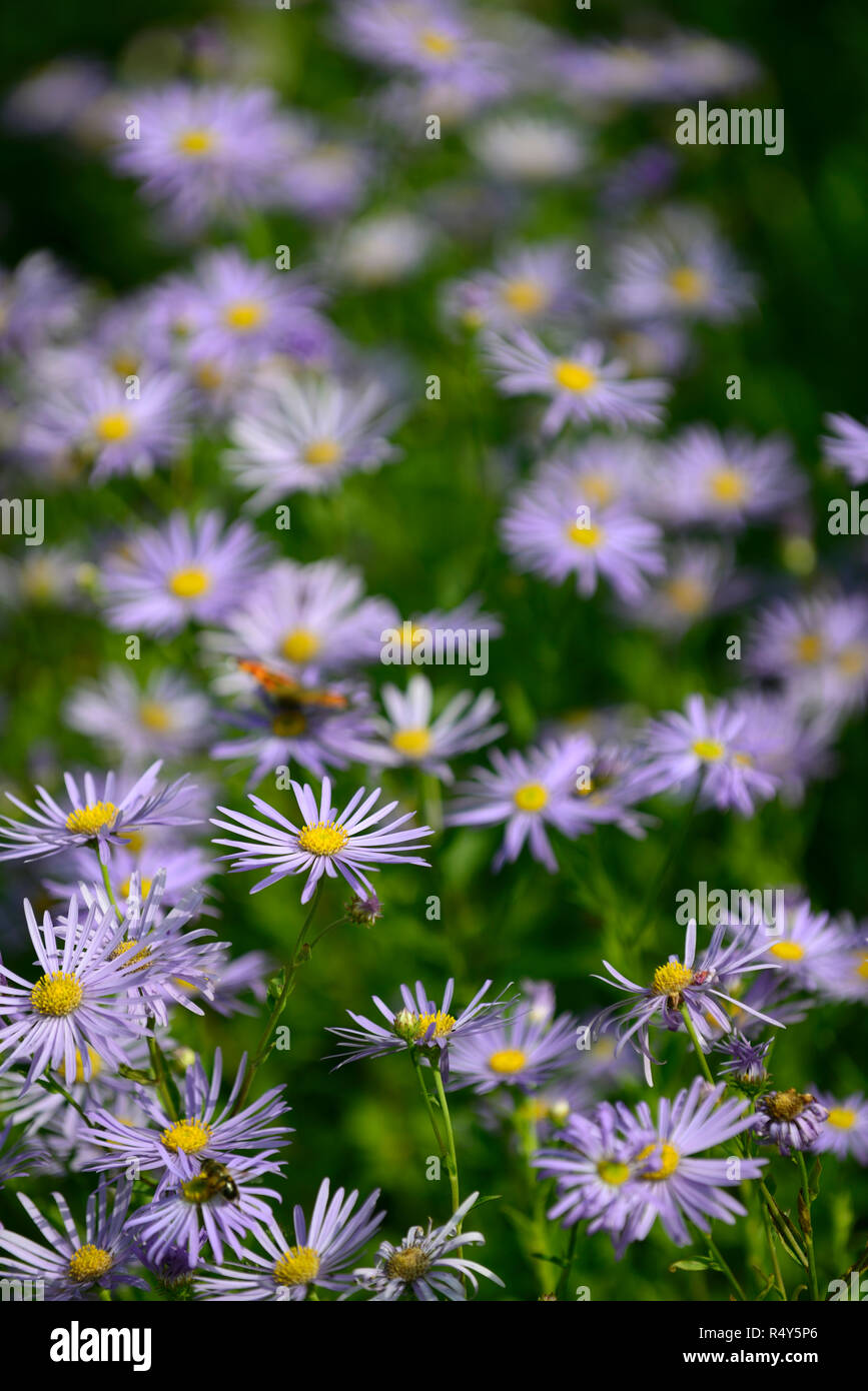 Aster Little Carlow,Symphyotrichum Little Carlow,cordifolium hybrid ...