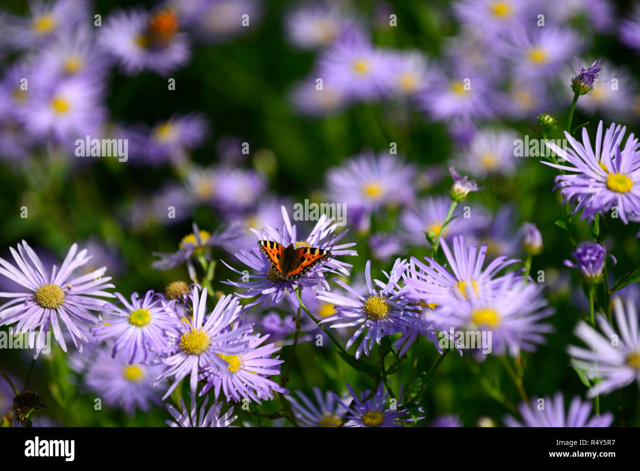 Small Tortoiseshell,butterfly,Aglais urticae,feeding,feed,nectar,Aster ...