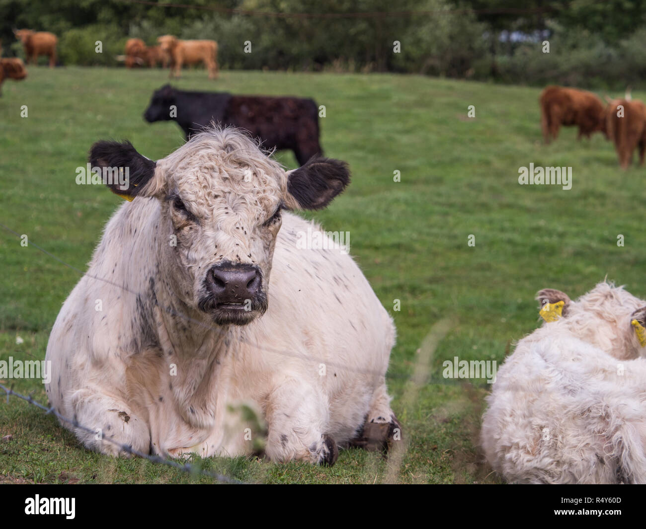Highland cow on polish meadow. Highland cattle (Scottish Gaelic: Bò ...