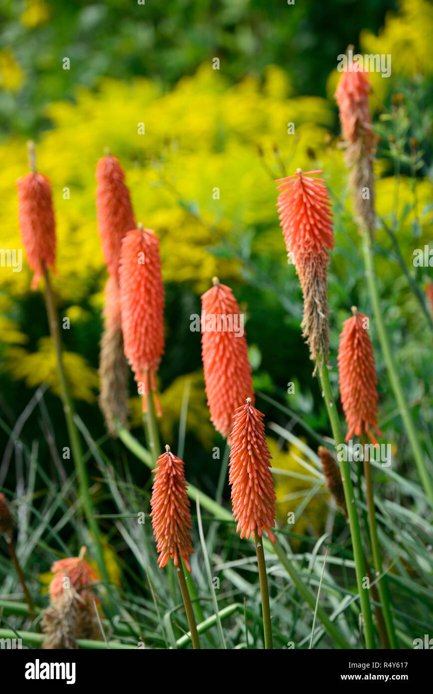 Kniphofia ‘bee’s sunset’ hi-res stock photography and images - Alamy
