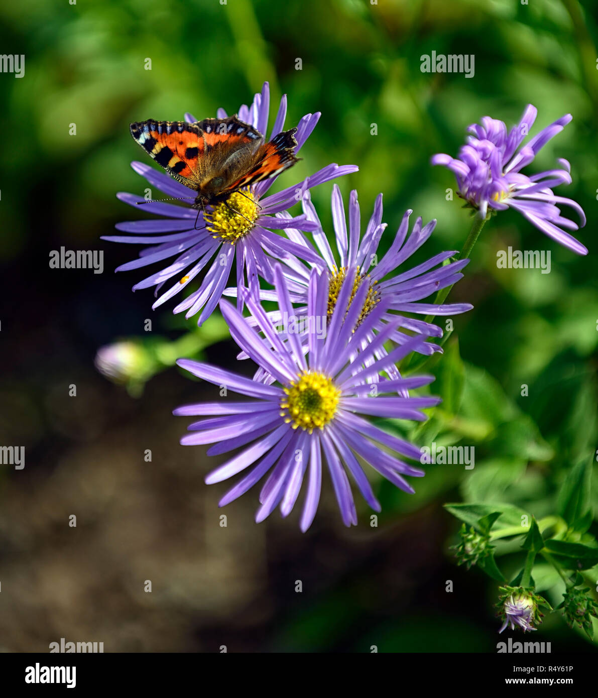 Symphyotrichum hi-res stock photography and images - Alamy