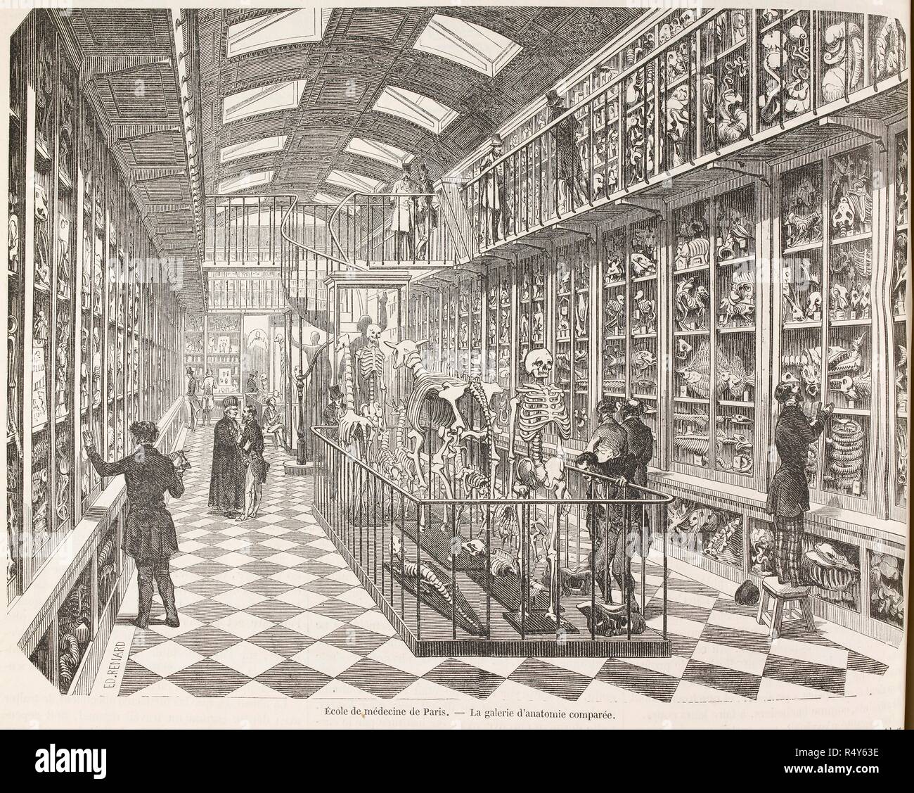 Natural history museum exhibits. Skeletons of animals and birds in ...
