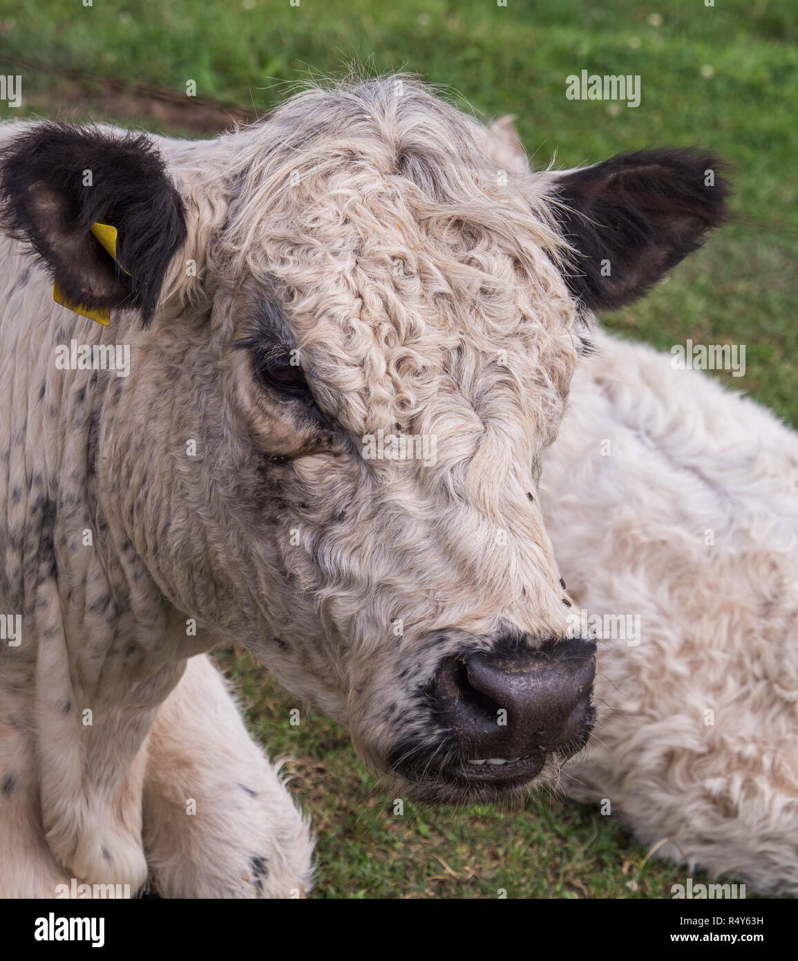 Black heilan coo hi-res stock photography and images - Alamy