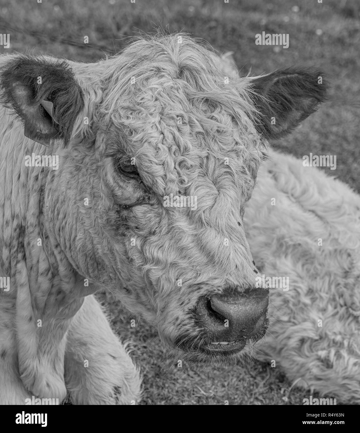 Polish bugle Black and White Stock Photos & Images - Alamy