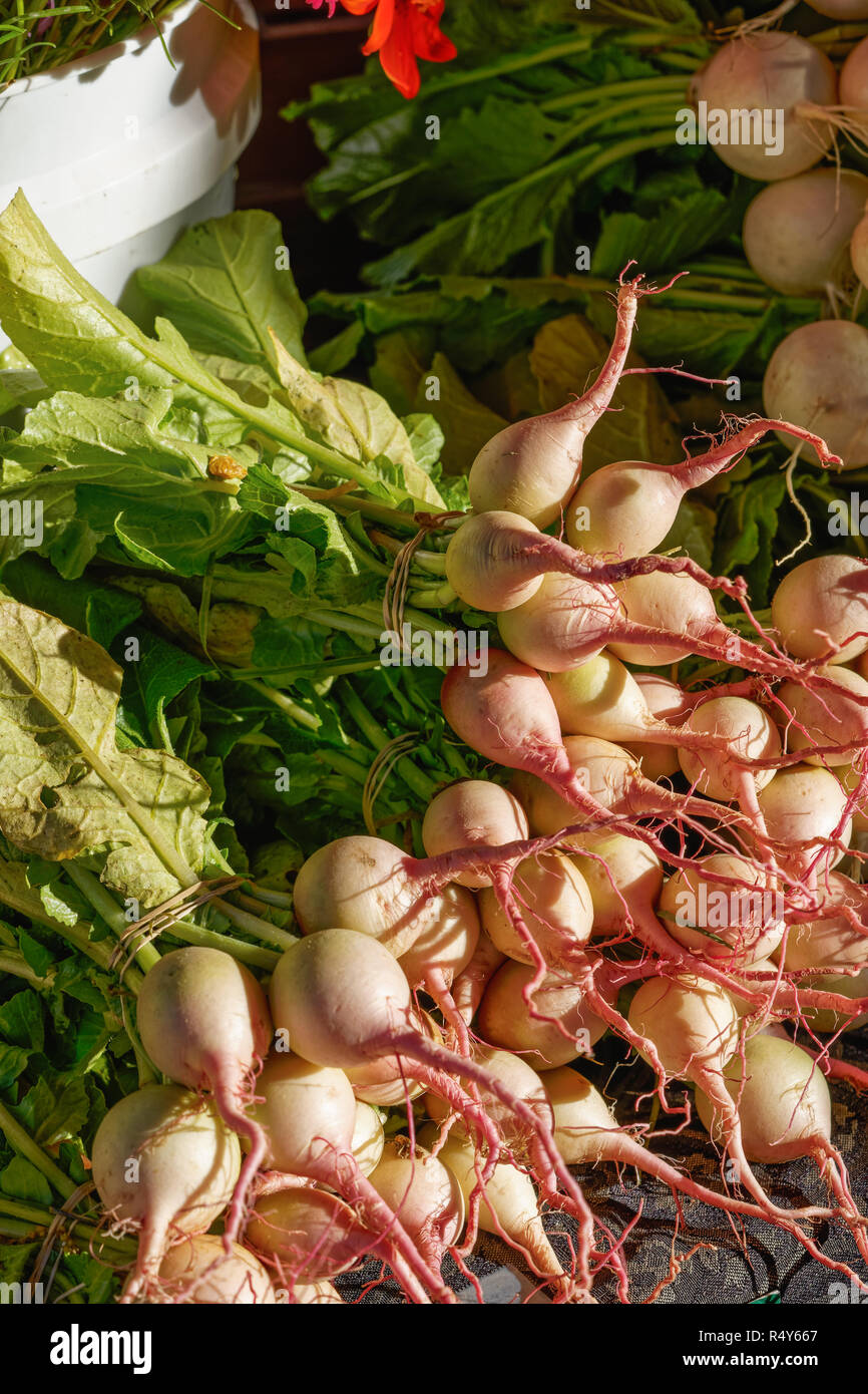 vertical watermelon radishes also known as daikon radish in the morning ...