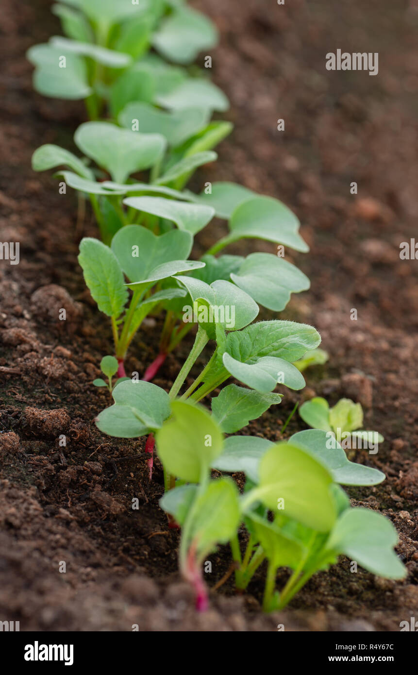The garden is growing red radish. Rows of radish seedlings in the ...