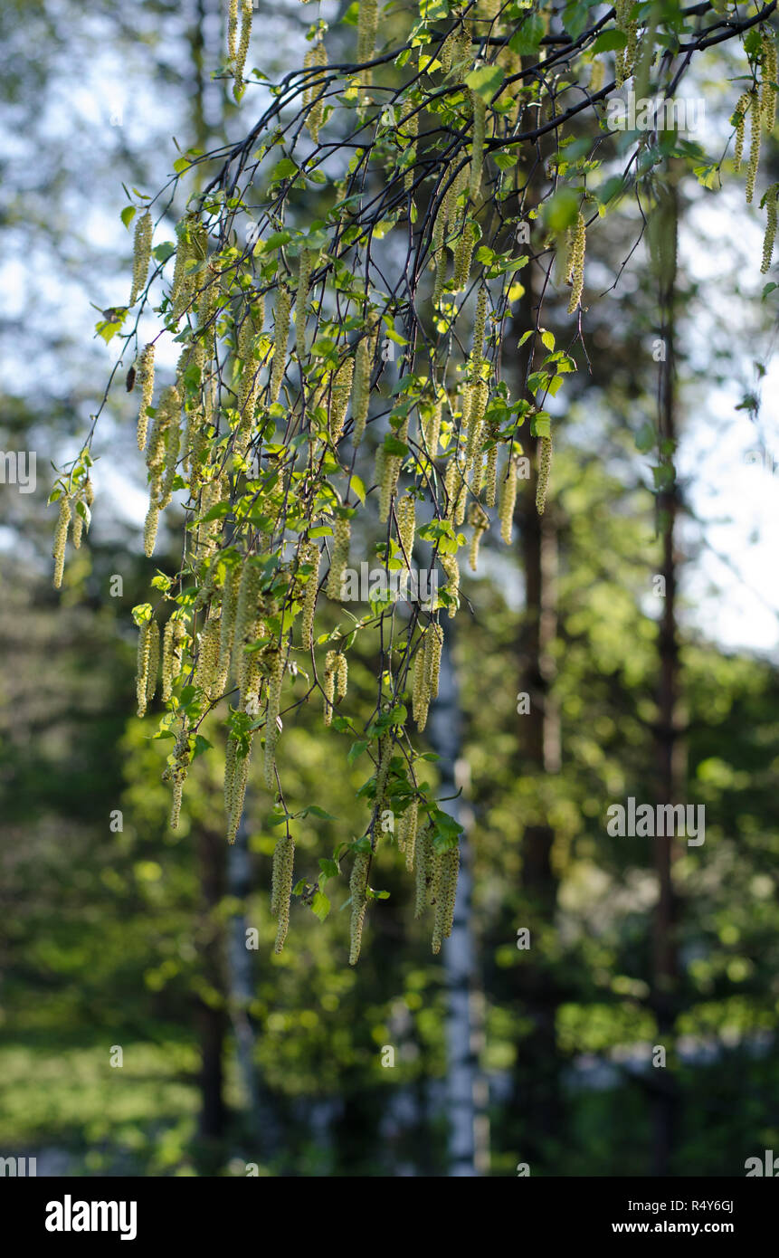 Birch tree blooming during springtime with sunlight and shadows Stock ...