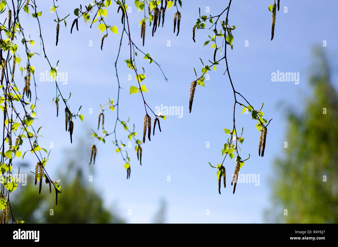 Birch tree blooming during springtime with sunlight and shadows Stock ...