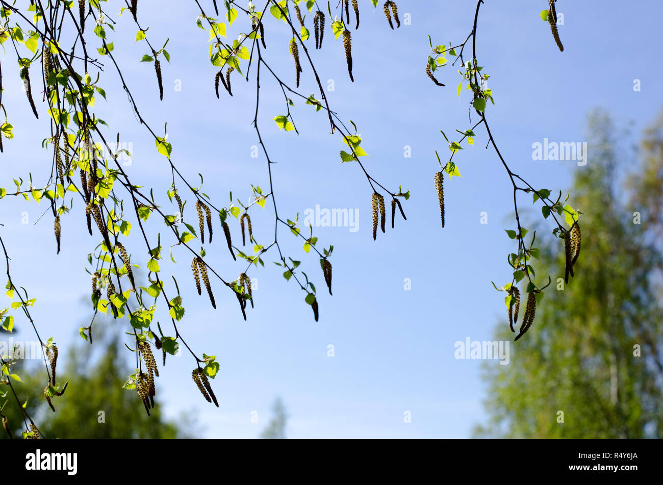 Birch tree blooming during springtime with sunlight and shadows Stock ...