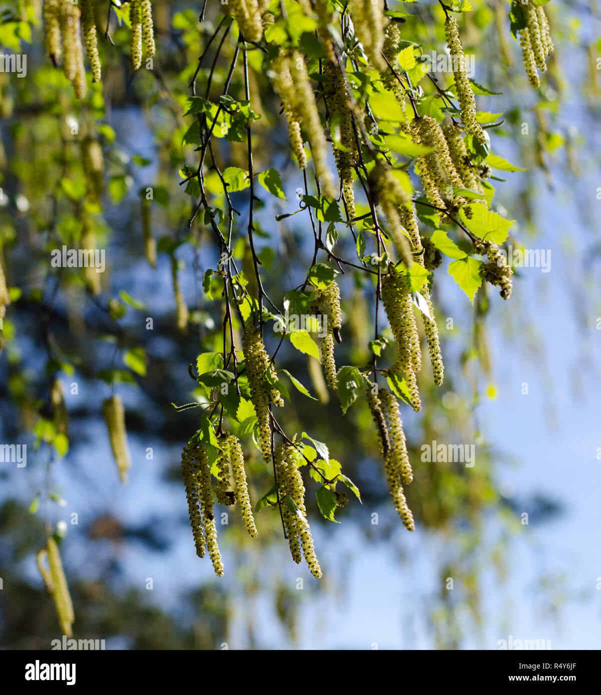 Beauty spring summer backgrounds birch hi-res stock photography and ...