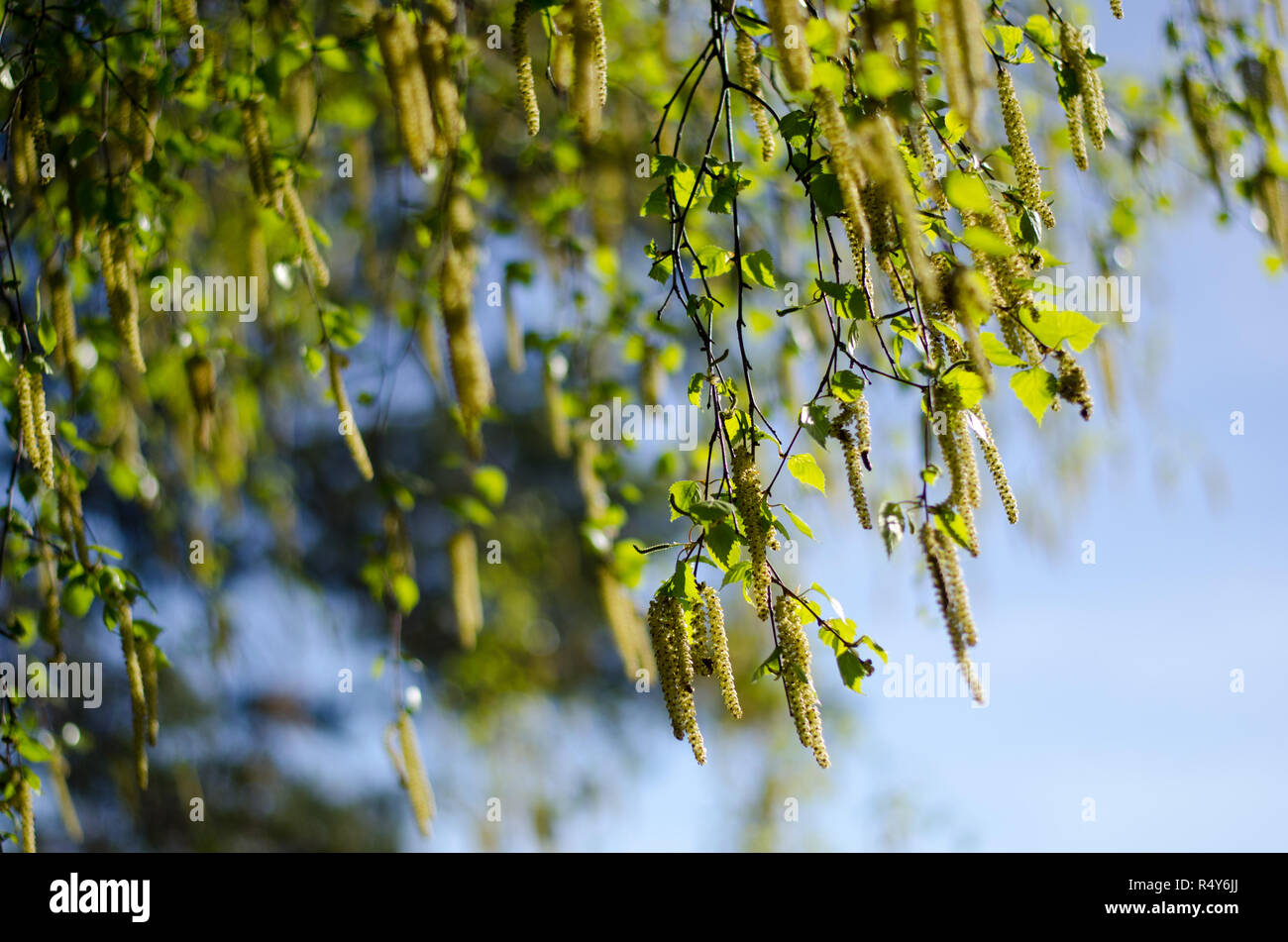 Birch tree blooming during springtime with sunlight and shadows Stock ...