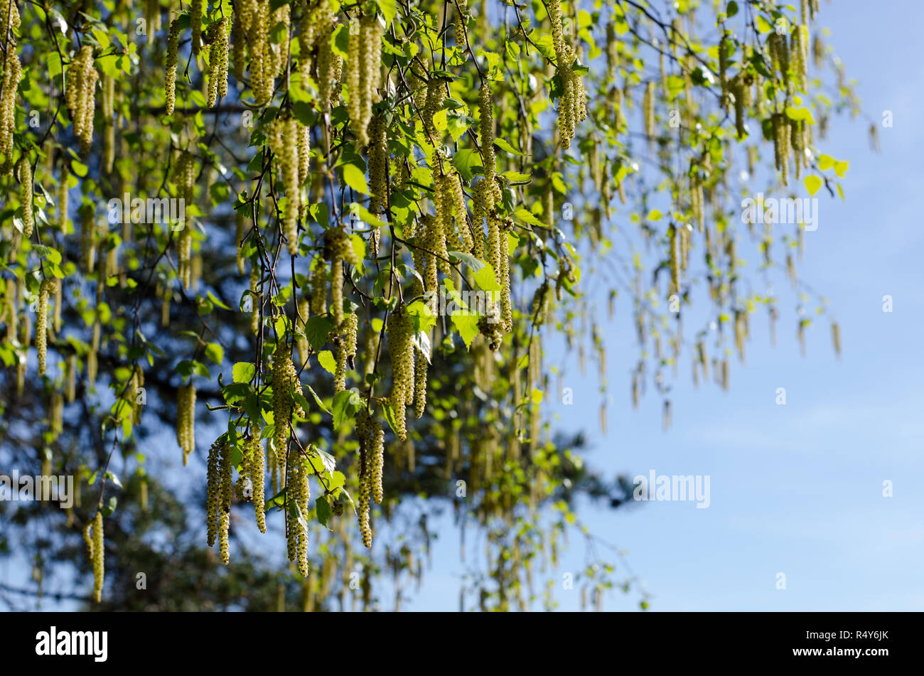 Birch tree blooming during springtime with sunlight and shadows Stock ...