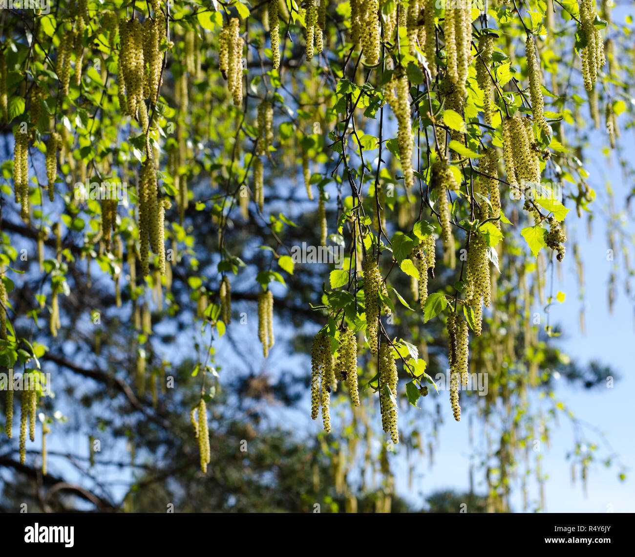 Birch tree blooming during springtime with sunlight and shadows Stock ...