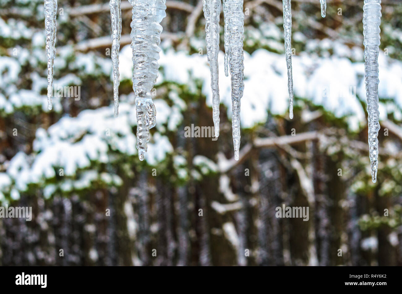 Icicles hanging from the roof against the backdrop of the forest. View ...