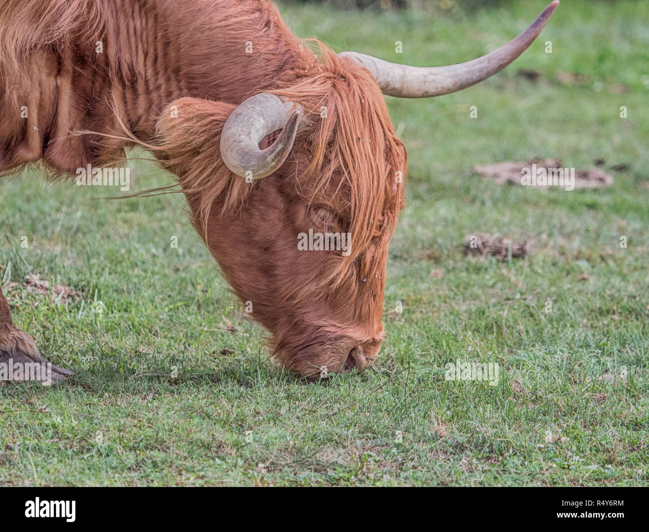 Highland cow on polish meadow. Highland cattle (Scottish Gaelic: Bò ...