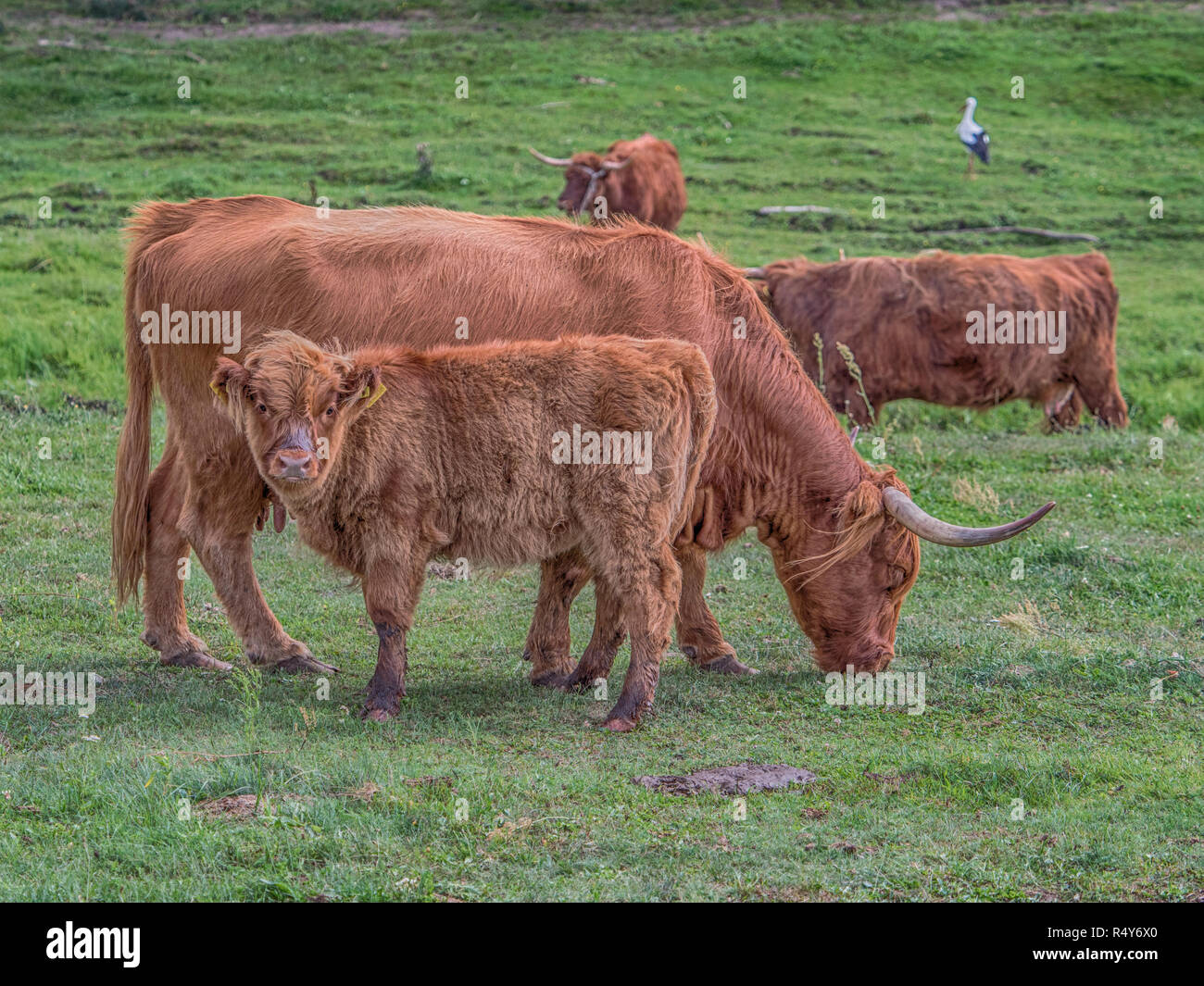 Double bugle head hi-res stock photography and images - Alamy