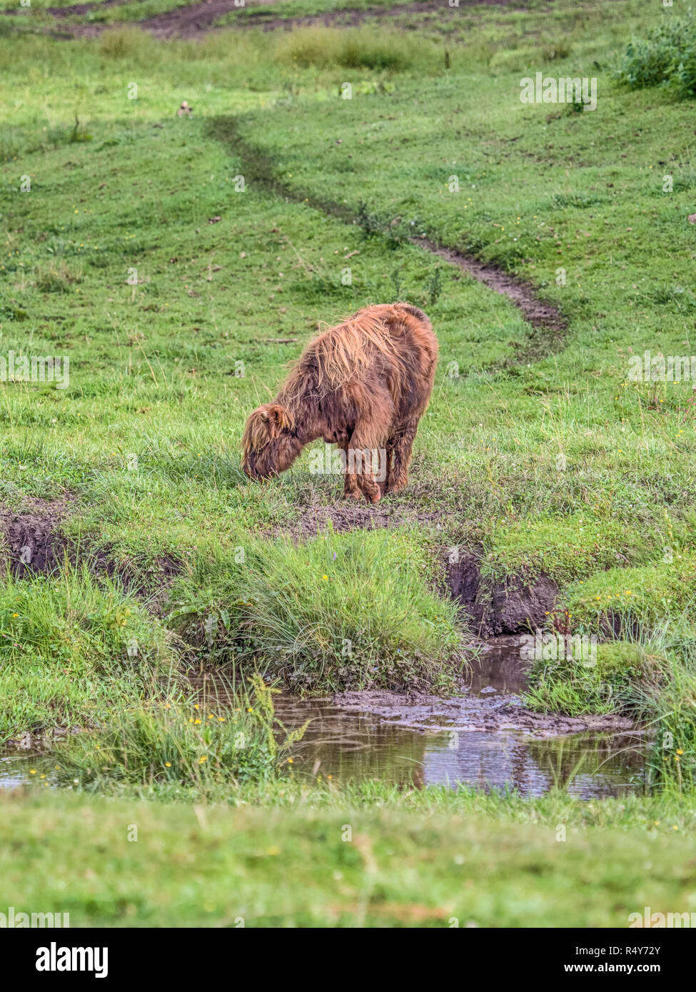 Highland cow on polish meadow. Highland cattle (Scottish Gaelic: Bò ...