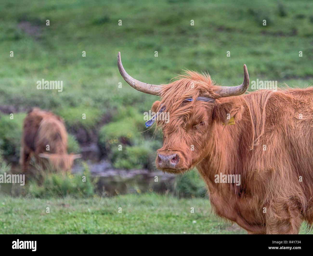 Highland cow on polish meadow. Highland cattle (Scottish Gaelic: Bò ...