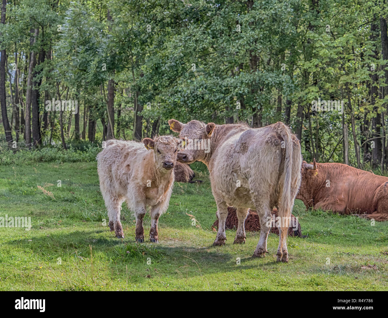 Highland cow on polish meadow. Highland cattle (Scottish Gaelic: Bò ...