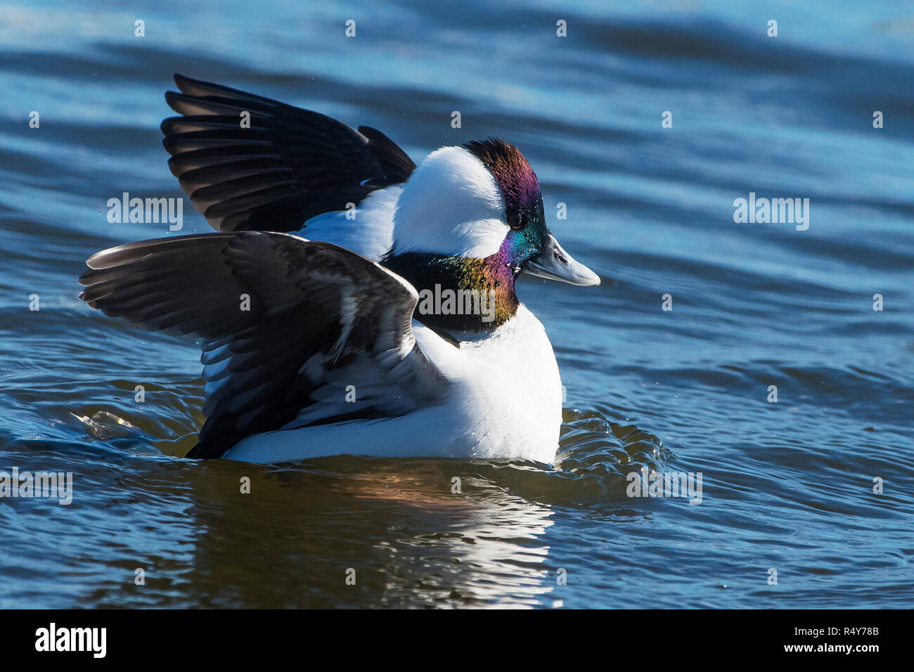 Drake bufflehead duck with raised wings swimming on pond Stock Photo ...