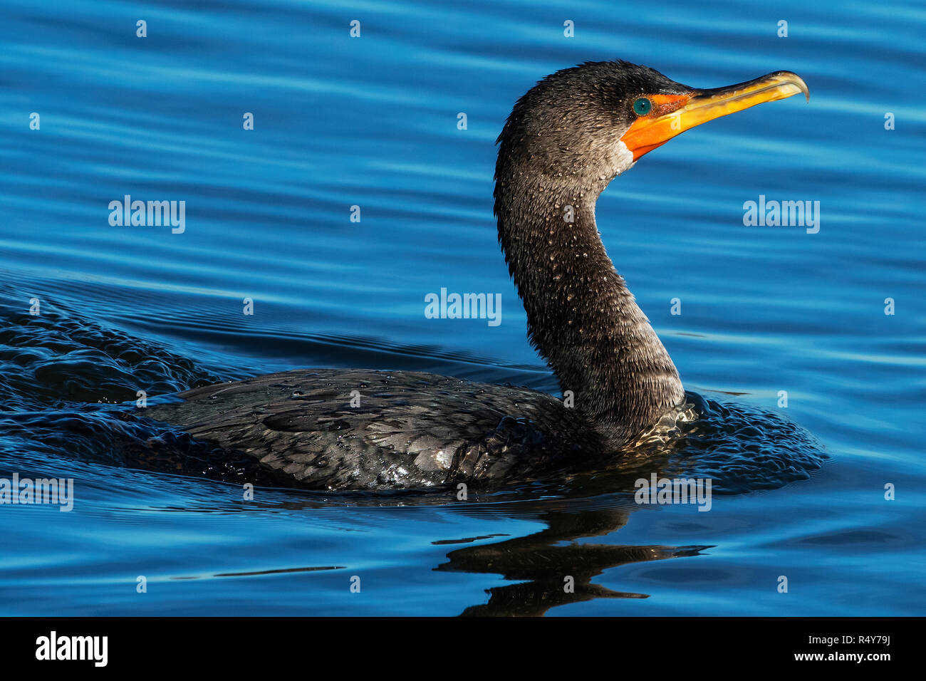 Swimming cormorant hi-res stock photography and images - Alamy