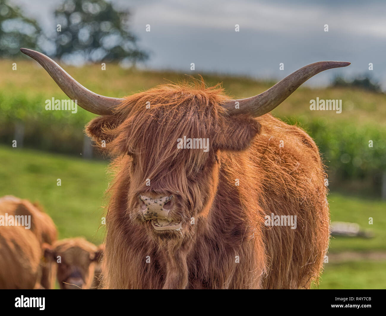 Highland cow on polish meadow. Highland cattle (Scottish Gaelic: Bò ...