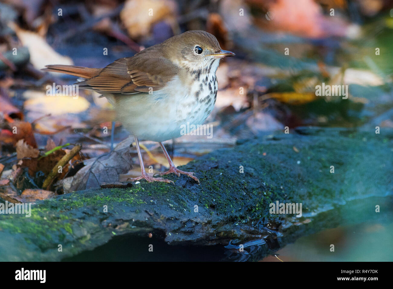 Hermit thrush hi-res stock photography and images - Alamy