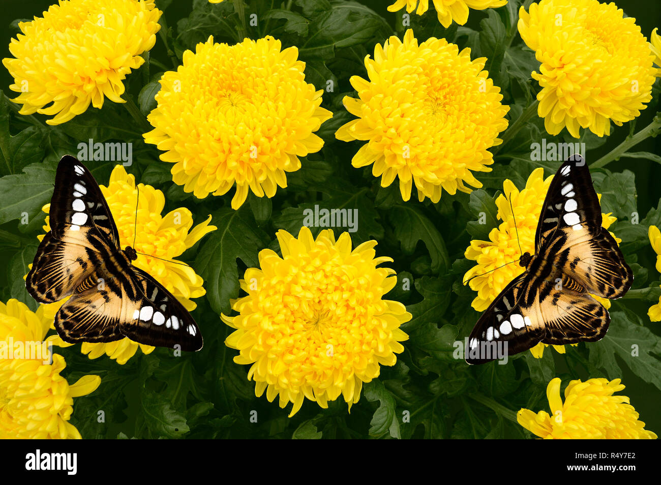 The Ancient Golden Flower