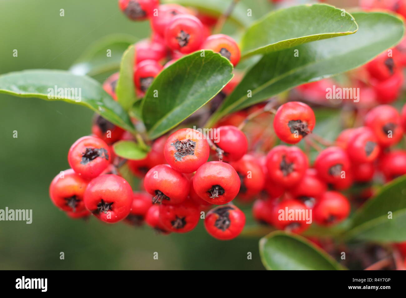 Pyracantha 'Saphyr Rouge', also called Cadrou, displaying berries in ...