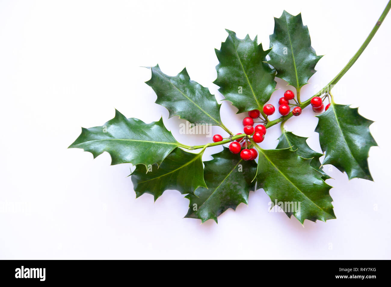 Single sprig of simple holly with bright Christmas red berries on white ...