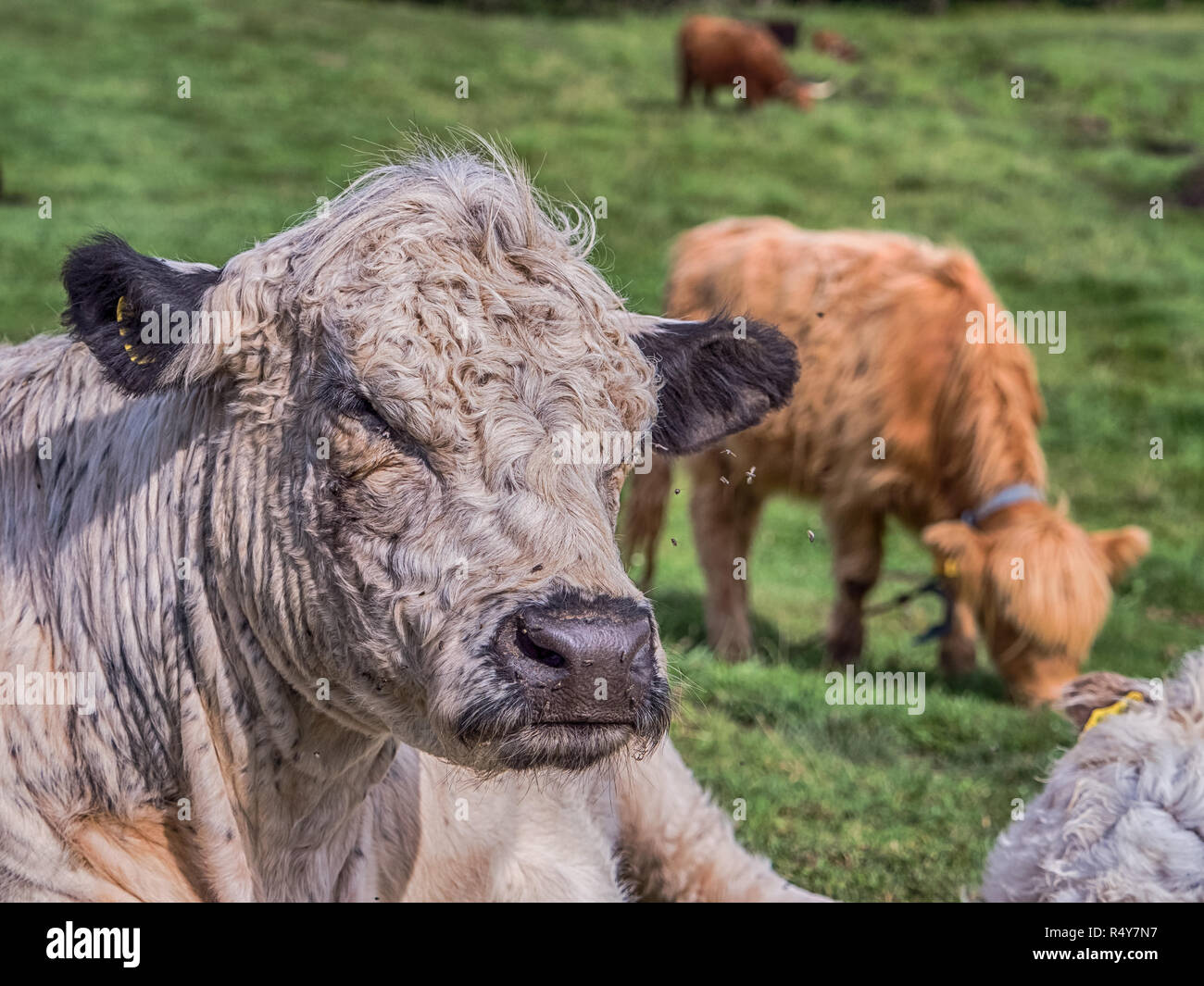 Black and white highland cattle hi-res stock photography and images - Alamy