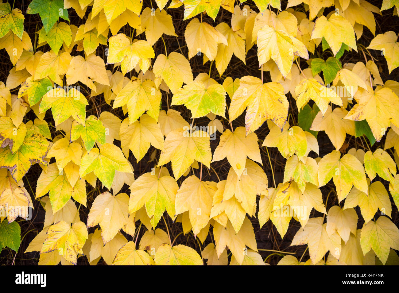 Wall of autumn ivy leaves changing to a soft yellow color in a full ...