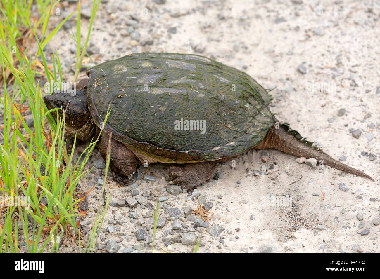 Snapping turtle (Chelydra serpentina) in Ontario, Canada. The turtles ...