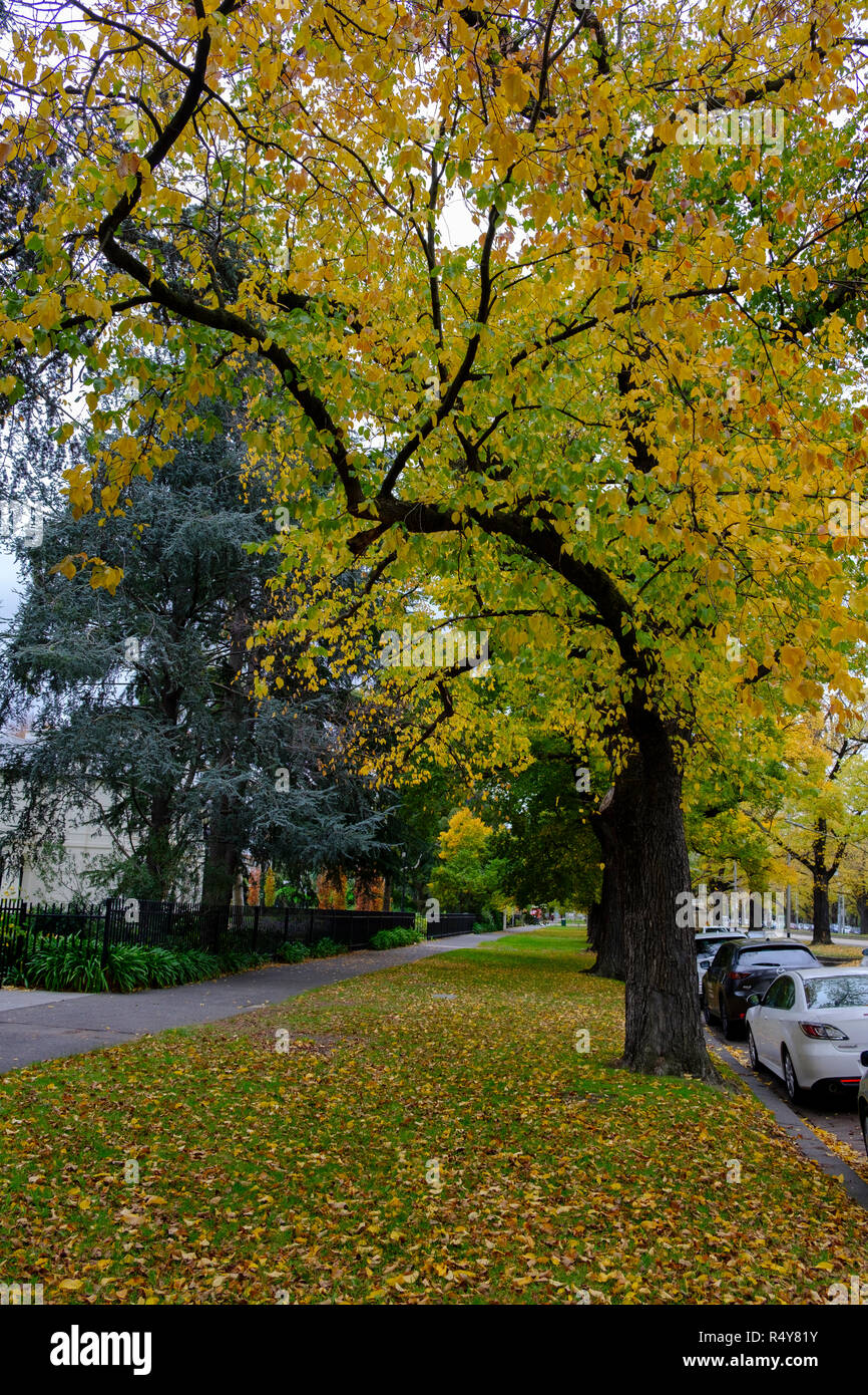 Autumn Colours, Royal Parade, Melbourne Stock Photo - Alamy