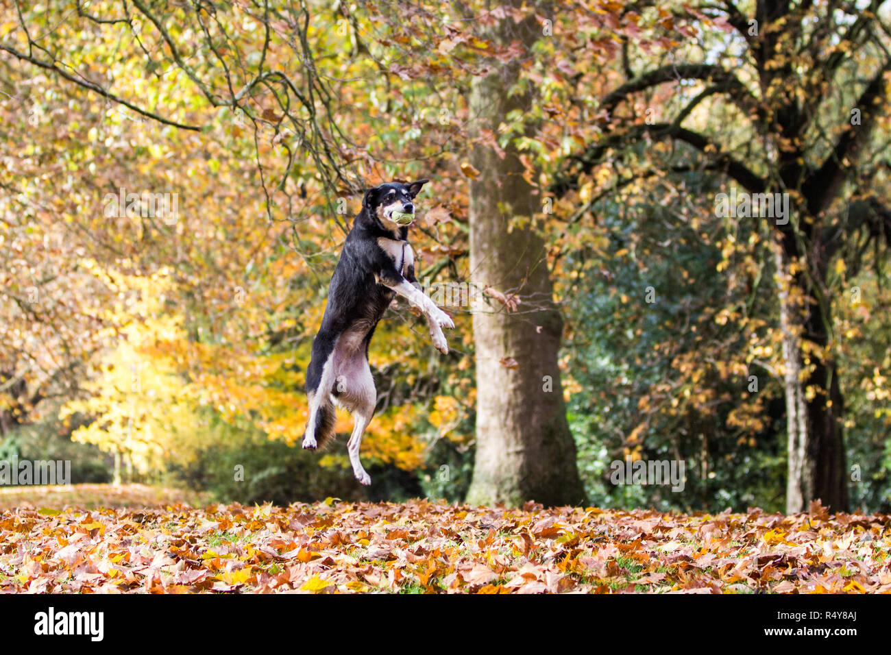 Black family leaves autumn hi-res stock photography and images - Alamy