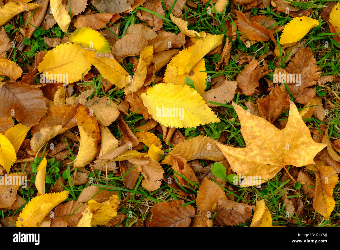 Autumn Colours, Royal Parade, Melbourne Stock Photo - Alamy