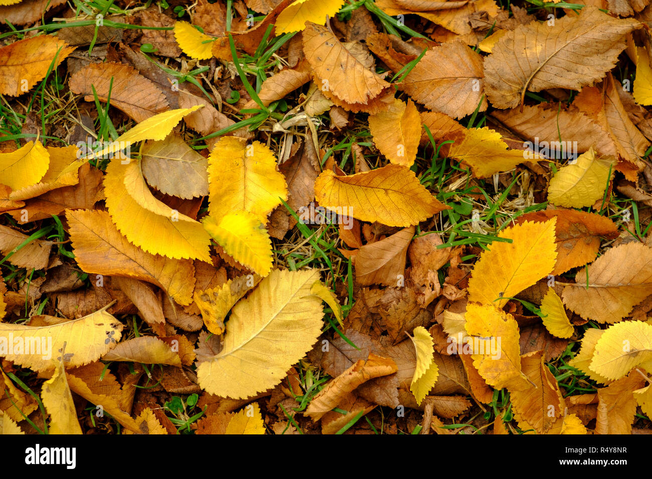 Autumn Colours, Royal Parade, Melbourne Stock Photo - Alamy
