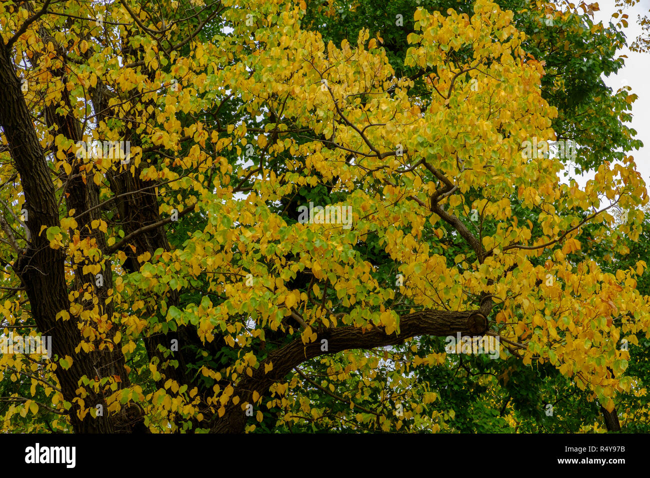 Autumn Colours, Royal Parade, Melbourne Stock Photo - Alamy