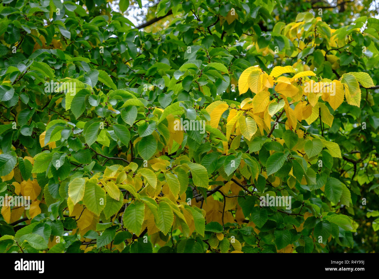 Autumn Colours, Royal Parade, Melbourne Stock Photo - Alamy