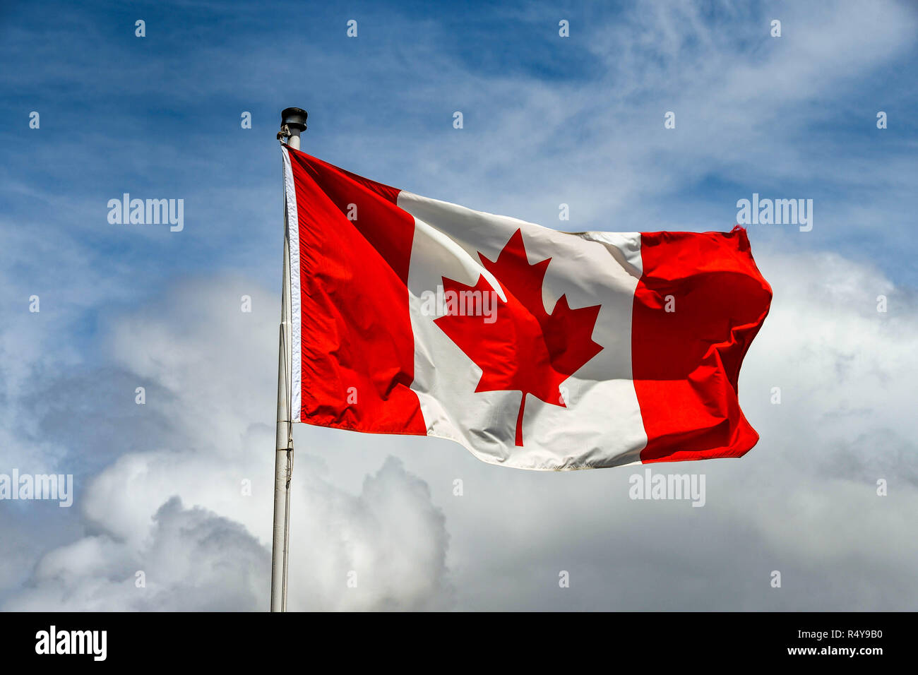 Canadian national flag, the "maple Leaf", isolated against a blue sky ...