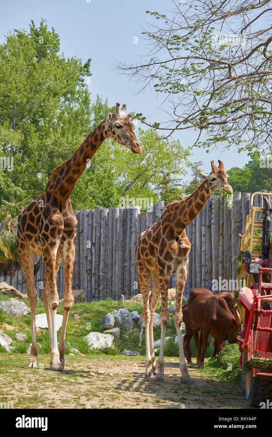 Giraffes in a zoo, Italy Stock Photo - Alamy
