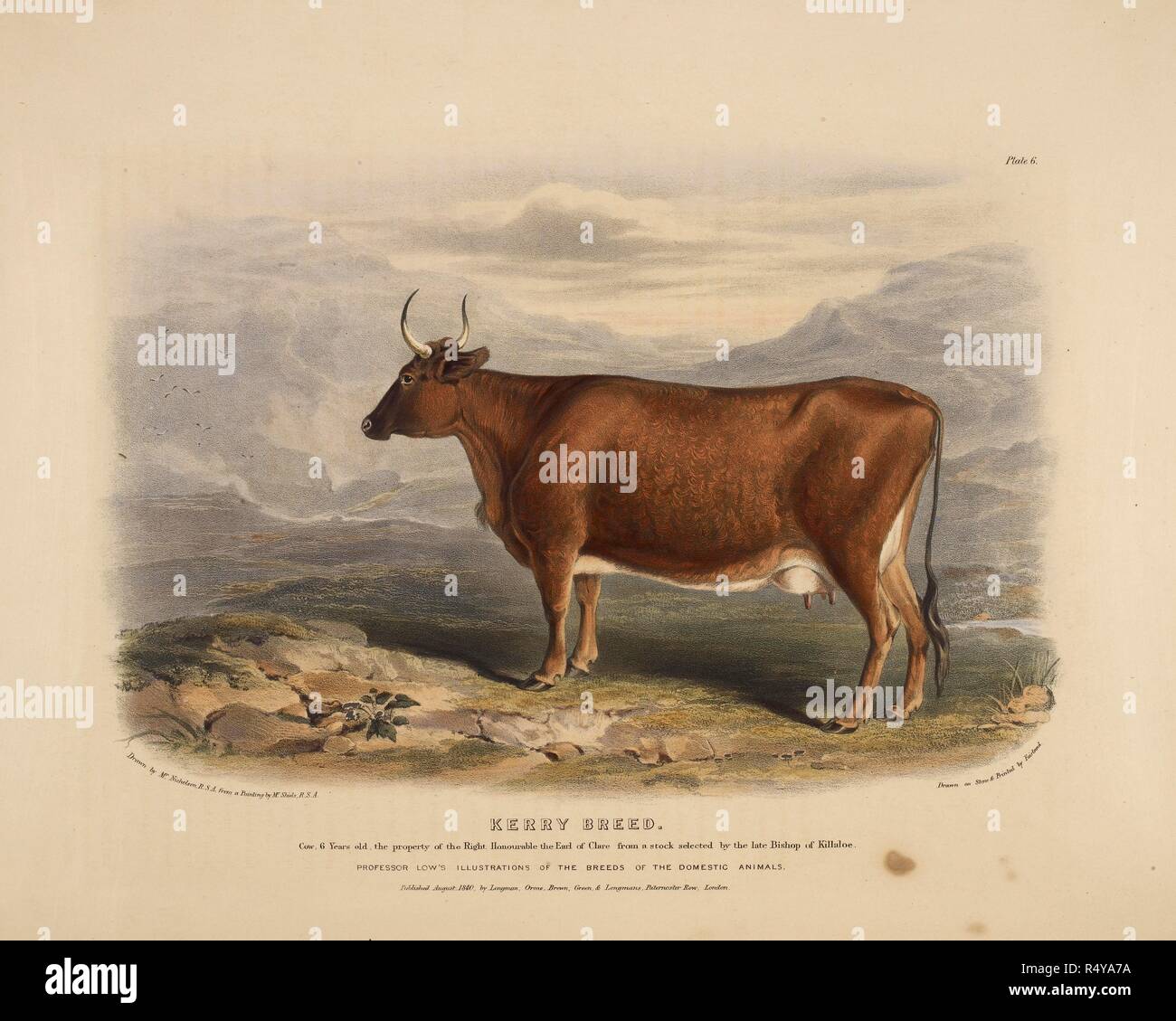 The Kerry Breed. The Breeds of the Domestic Animals ... London, 1842 ...