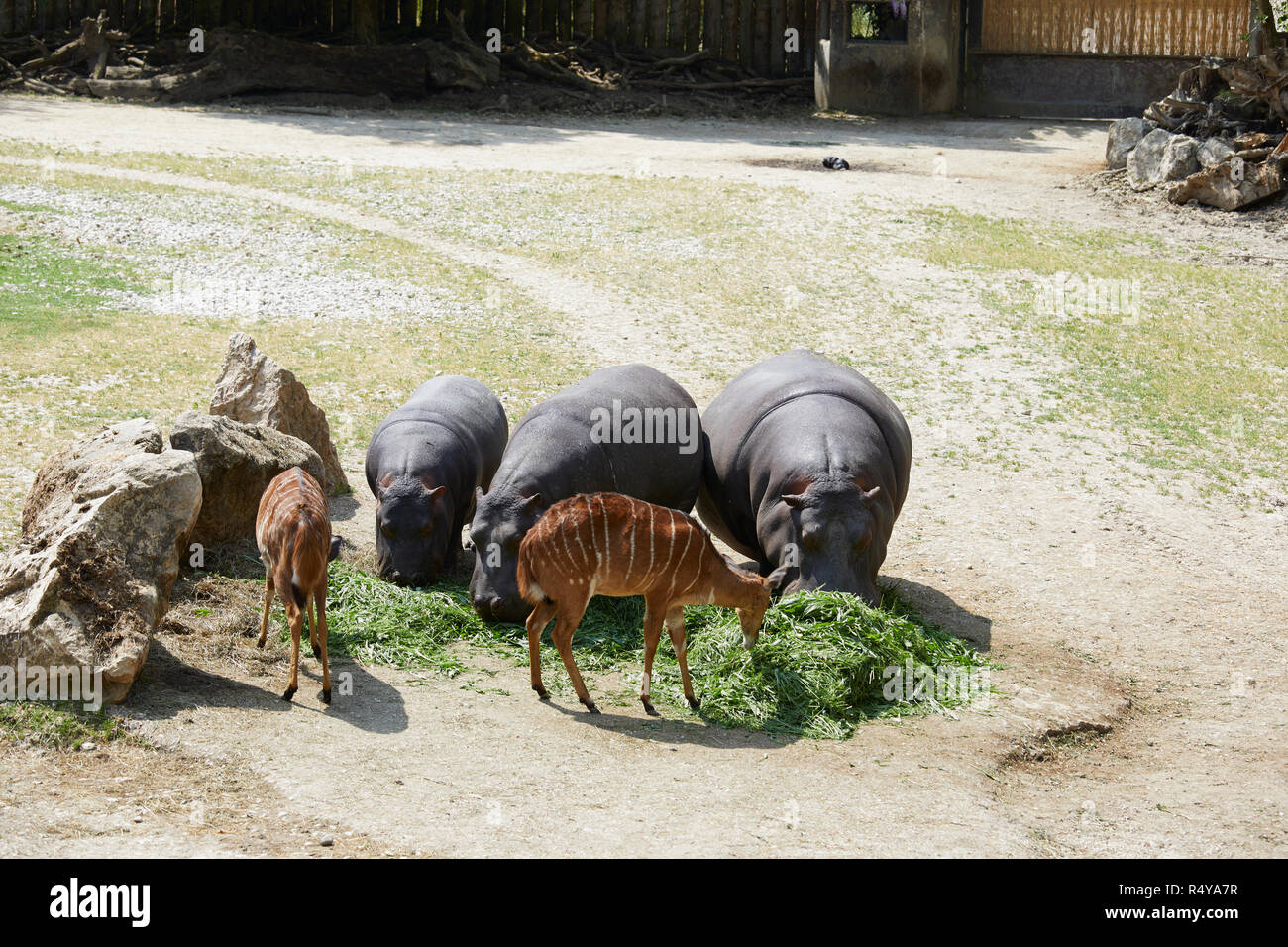 Eating hippos hi-res stock photography and images - Alamy