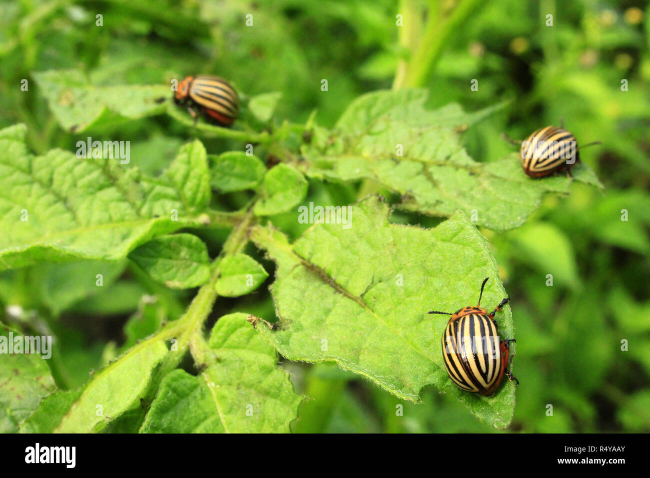 colorado bugs gobble up the leaves of potatoes Stock Photo - Alamy