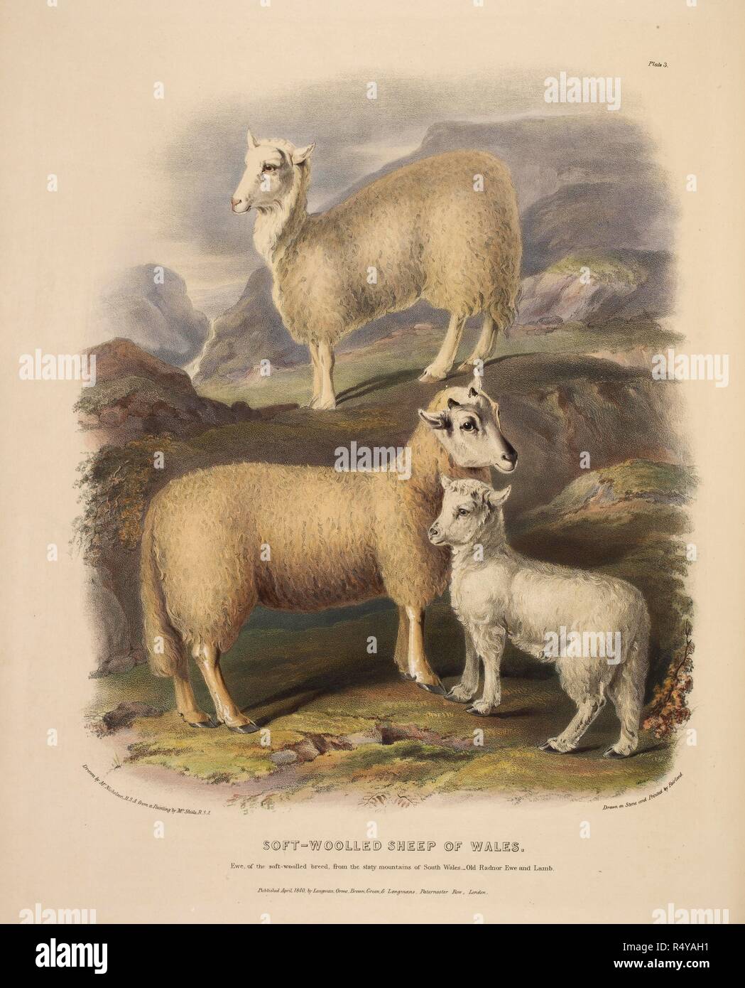 Soft woolled sheep hi-res stock photography and images - Alamy