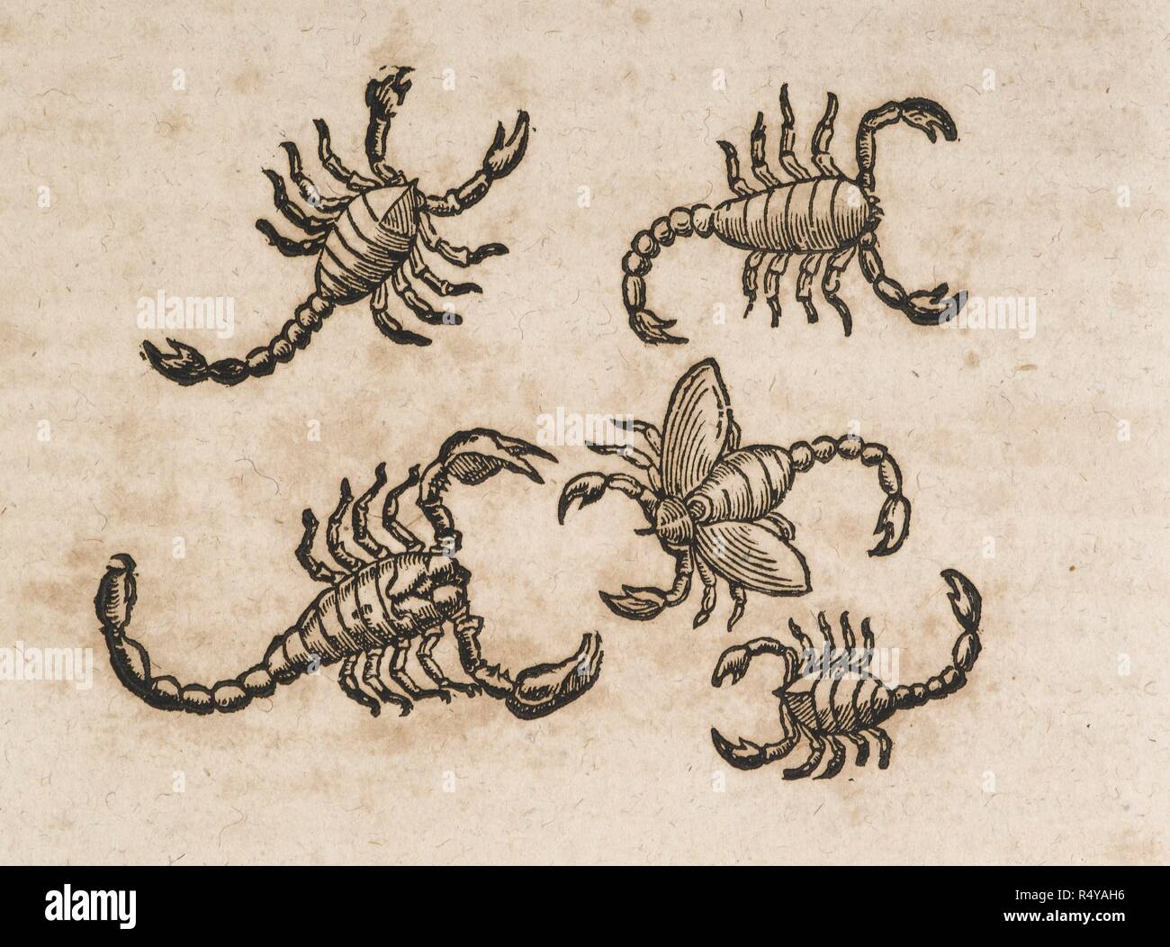 30 arachnid hi-res stock photography and images - Alamy