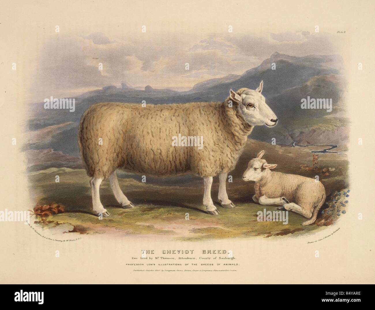 Cheviot breed hi-res stock photography and images - Alamy