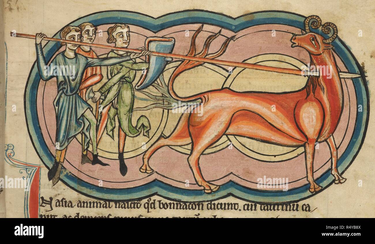 Bonnacon hi-res stock photography and images - Alamy